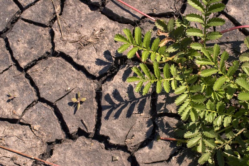 Green bush. stock image. Image of climatique, plant, dirt - 5771335