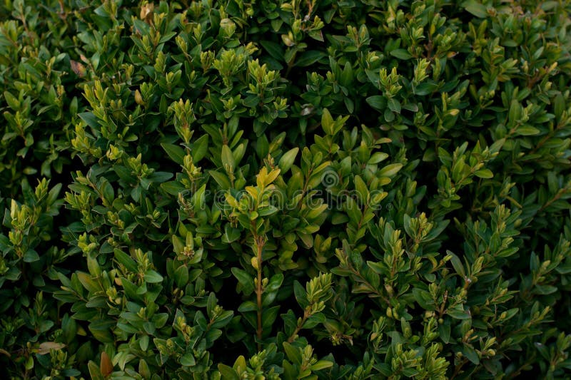 Green Bush Background - Buxus Stock Image - Image of bush, park: 90610789