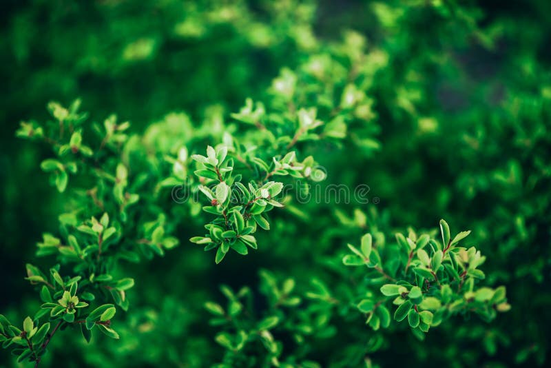 Green Bush Background Close Up Stock Image - Image of forest, leafs ...