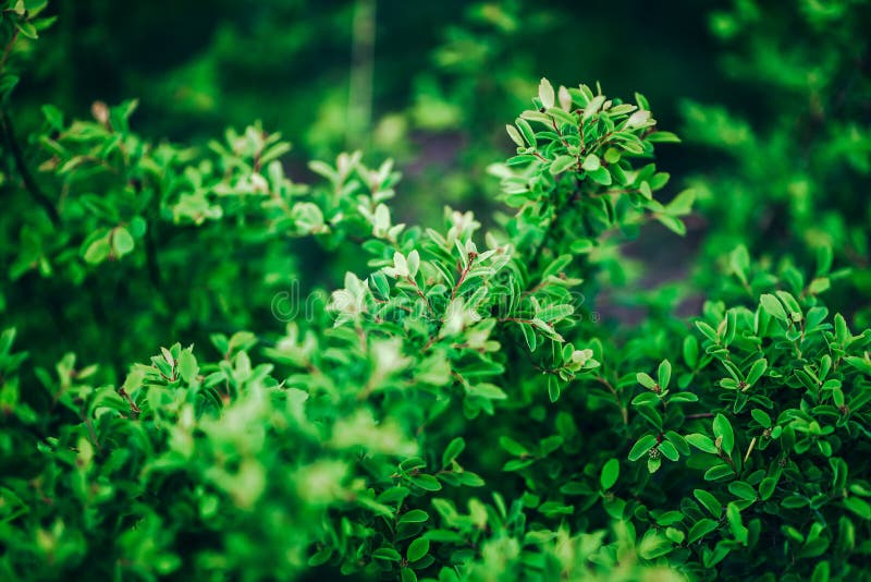 Green Bush Background Close Up Stock Photo - Image of fresh, evergreen ...