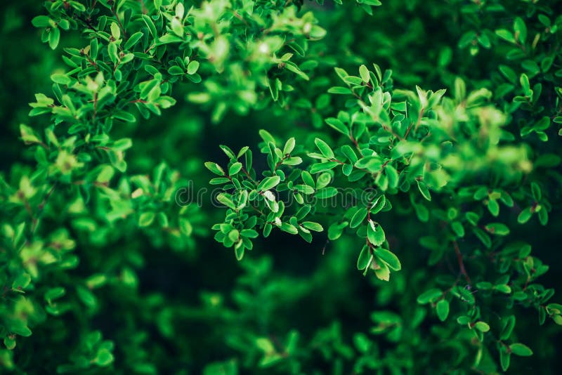 Green Bush Background Close Up Stock Photo - Image of beautiful, jungle ...