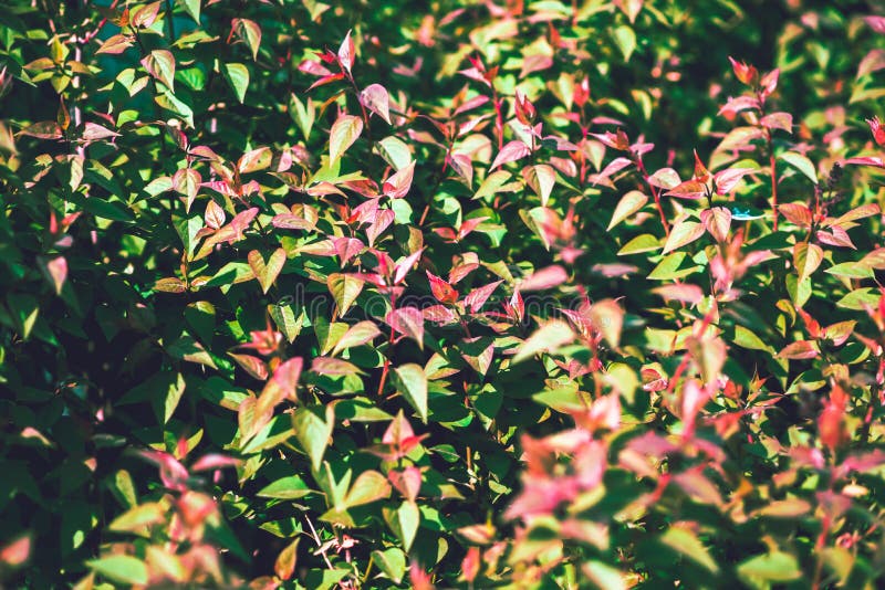 Green Bush Background Close Up Stock Photo - Image of fresh, natural ...