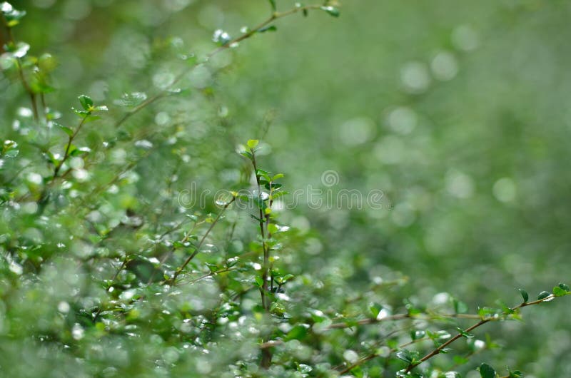 Green bush background. stock photo. Image of spring - 101799036