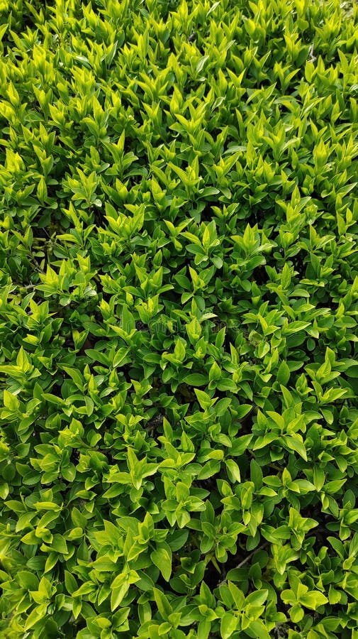 Bush Pattern with Evergreen Leaves Stock Photo - Image of texture ...