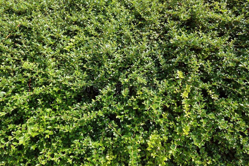 Green Bush Background Pattern Stock Photo - Image of natural, abstract ...