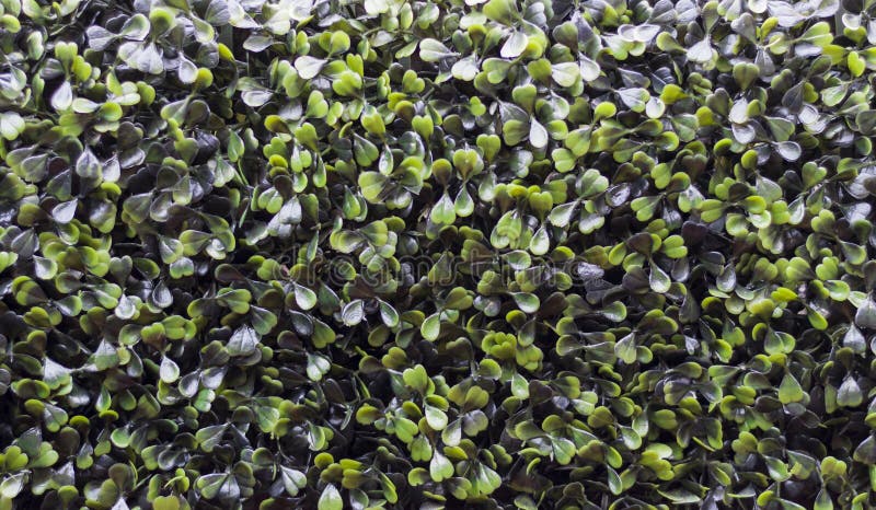 Green bush background stock photo. Image of small, bush - 97300786