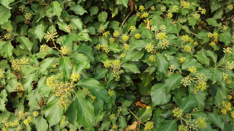Green bush background stock image. Image of botany, branchmacro - 59640689