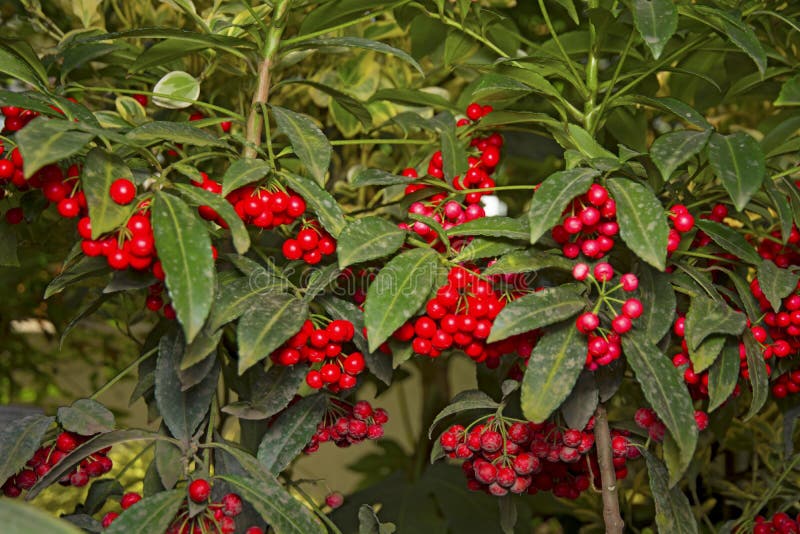 Green Bush with Bright Red Berries Hang in Clusters. Stock Photo ...