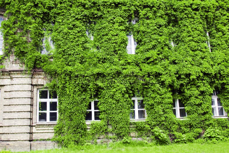 Green bush on a building stock image. Image of sheet - 14529627