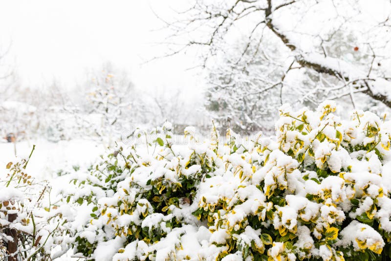 Green Bush Covered with Snow. Winter Time Stock Image - Image of snow ...