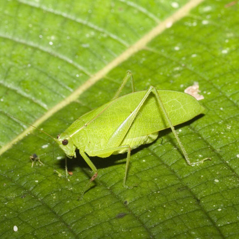 1,342 Exotic Cricket Stock Photos - Free & Royalty-Free Stock Photos ...