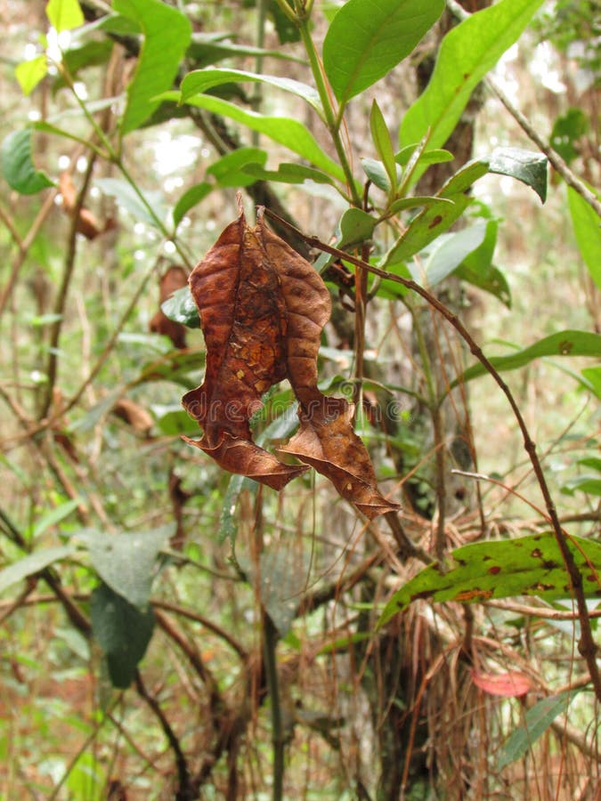 Green Bush with Tree Stem in View Stock Image - Image of field ...