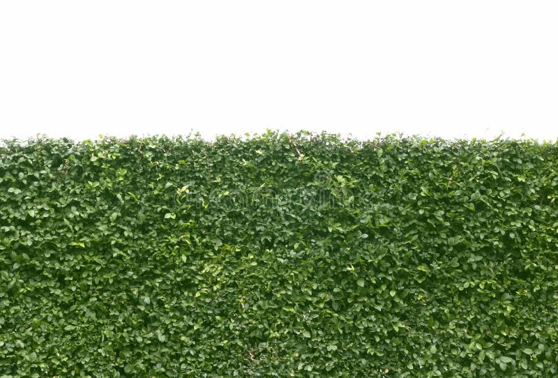 Bush Fence Green Background Photo Stock Photo - Image of nature ...