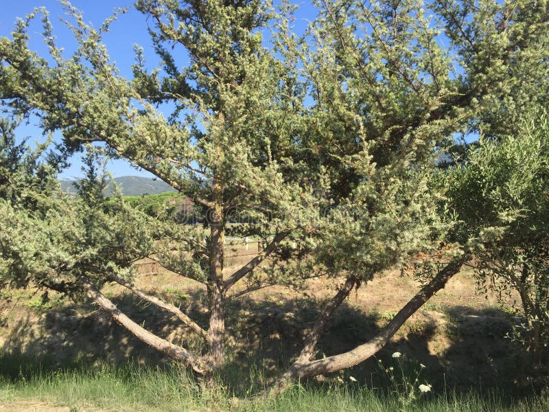 Green bush in field stock photo. Image of leaves, growing - 57588636