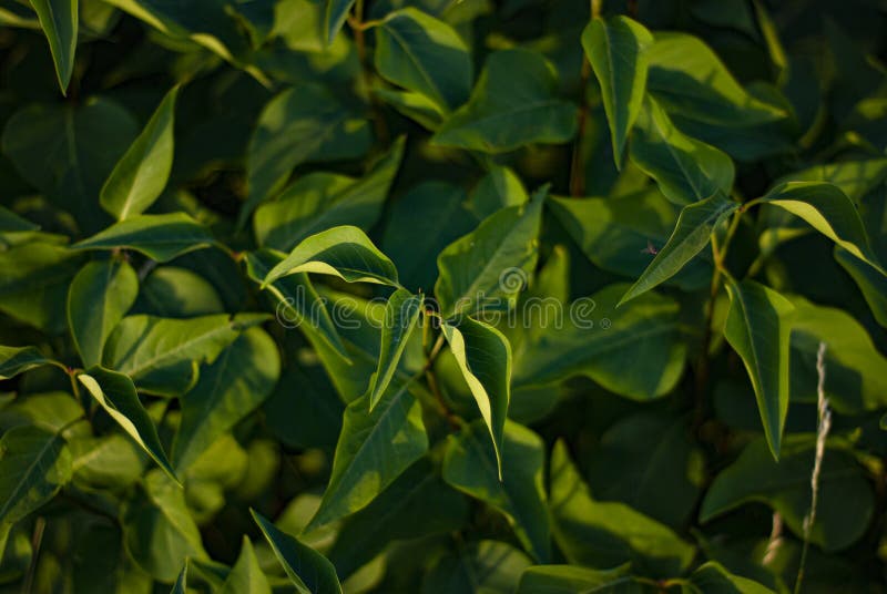 Green Bush with Foliage Close Up for Your Backdrop Stock Image - Image ...