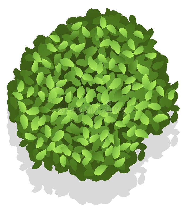 Bush Plan View Stock Illustrations – 1,533 Bush Plan View Stock ...