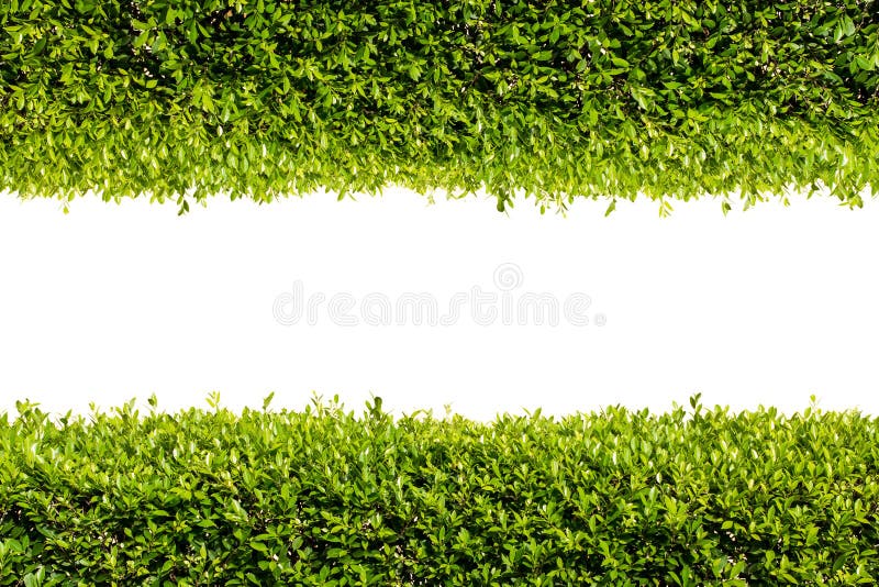 Horizontal Hedge stock photo. Image of copy, green, horizon - 11015472
