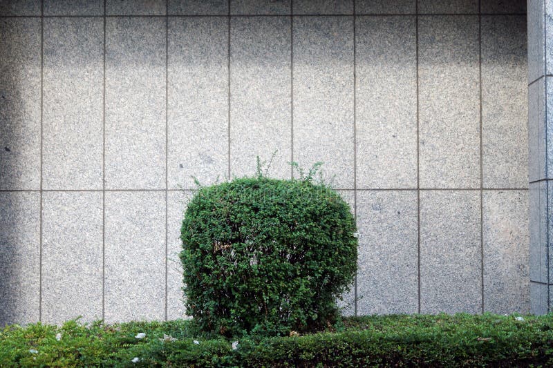 Green Bush in Front of a Wall Stock Image - Image of office, daylight ...