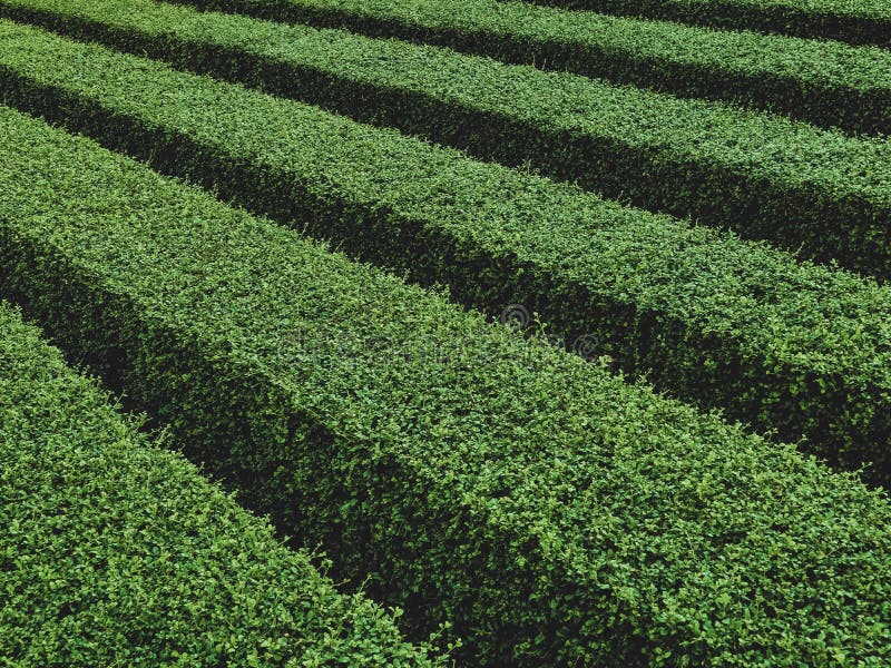 Green bush pattern stock image. Image of spring, garden - 142778709