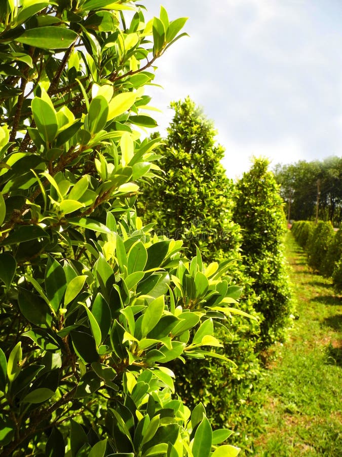Green bush in garden stock image. Image of green, nature - 54714983