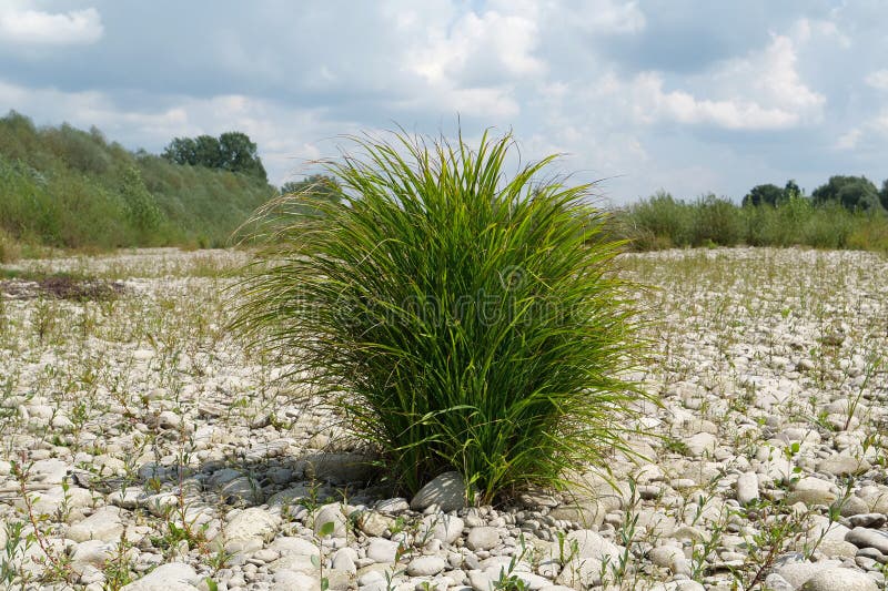 Green Bush Grows on Rocky Surface of River Bank Stock Photo - Image of ...