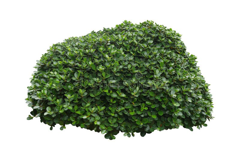 Green Bush Isolated on White Background. Stock Image - Image of shrub ...