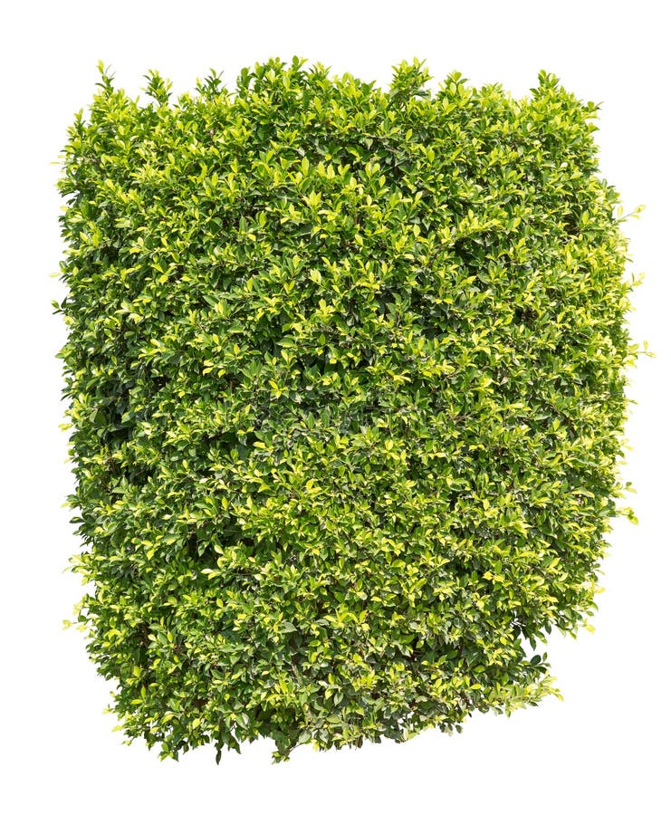 Green Bush with Beautiful Pink Rose Flowers in Sunlight. Springtime ...