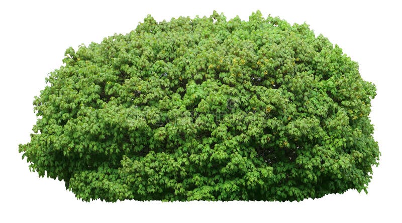 Green Bush Isolated On White Background Stock Image - Image of ...