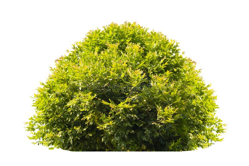 Bush, Shrub Isolated On White Background Stock Photo - Image of nature ...