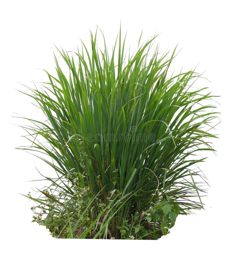 Bush White Background