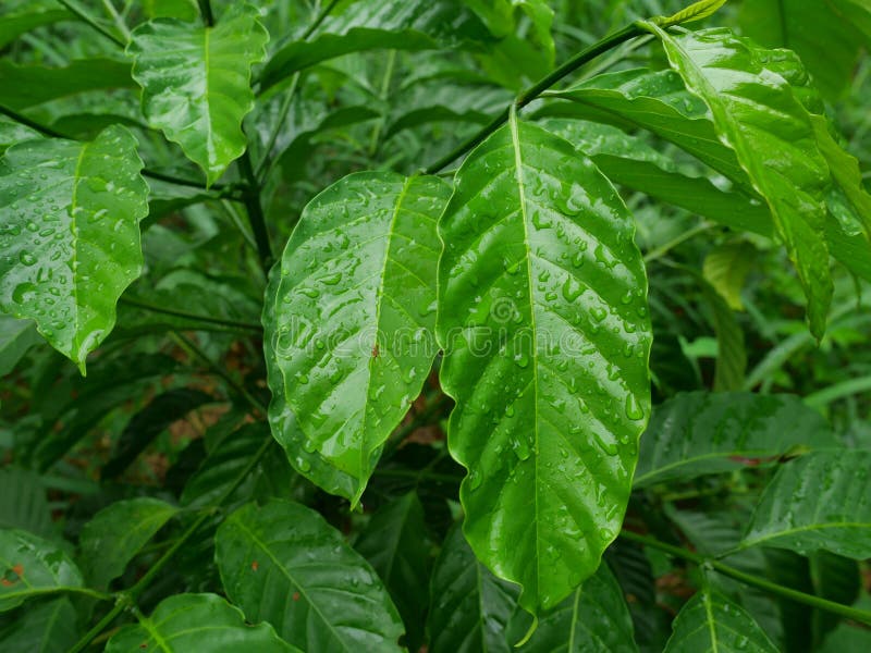 Green Bush Leaf of Young Robusta Coffee Tree Planted with Water Drops ...