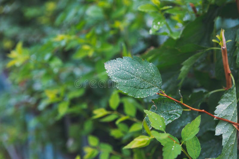Green Bush Leaves with Drops after Rain Stock Photo - Image of ...