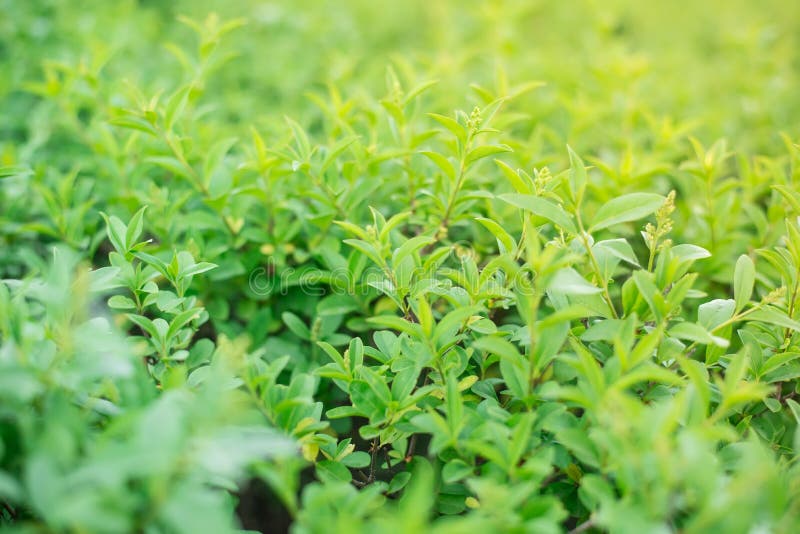 Green Bush Leaves on the Message Frame, Background, Texture. Horizontal ...