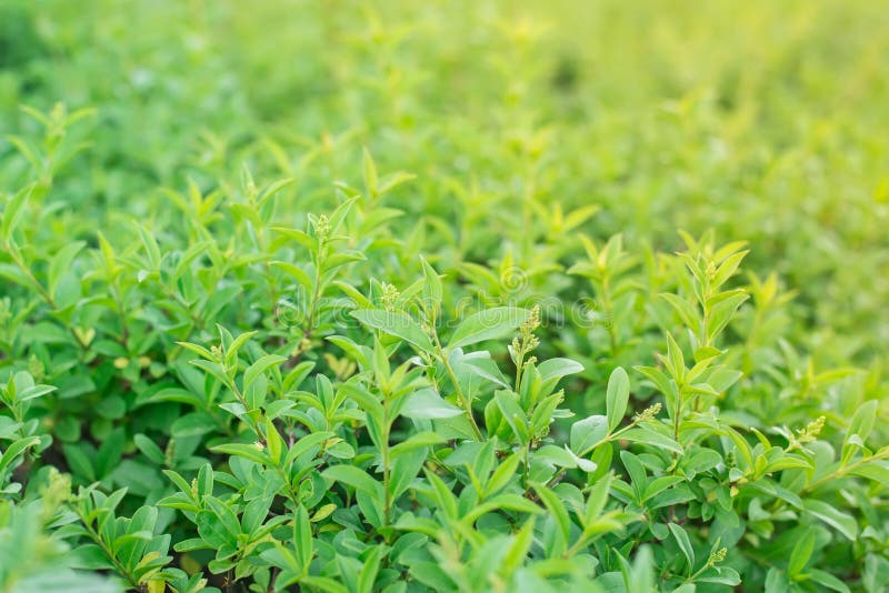 Green Bush Leaves on the Message Frame, Background, Texture. Horizontal ...