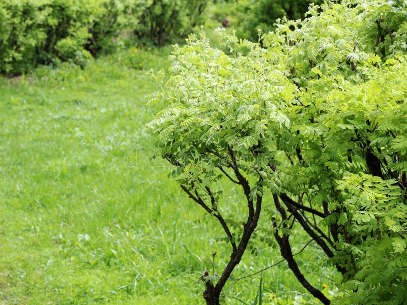 Green Bush Leaves Tree Forest Stock Photo - Image of hedge, decorate ...