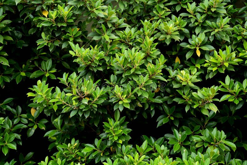 Green bush - leaves wall. stock photo. Image of shrub - 167869828