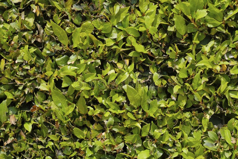Green Bush. Green Leaves Wall Background. Stock Image - Image of bloom ...