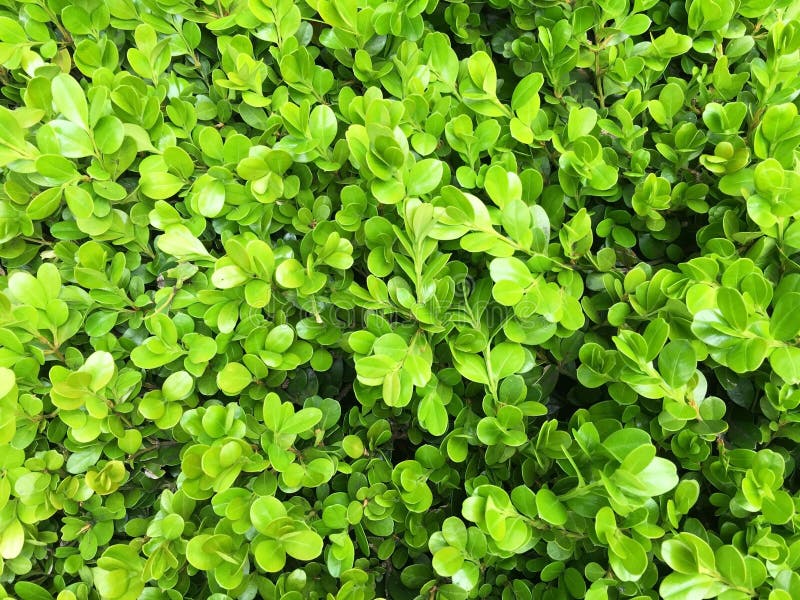 Green Bush Leaves Wall Background Stock Photo - Image of healthy ...
