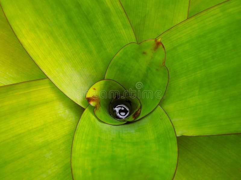 Green Bush with Long Bright Leaves and Dewdrops in the Center Stock ...