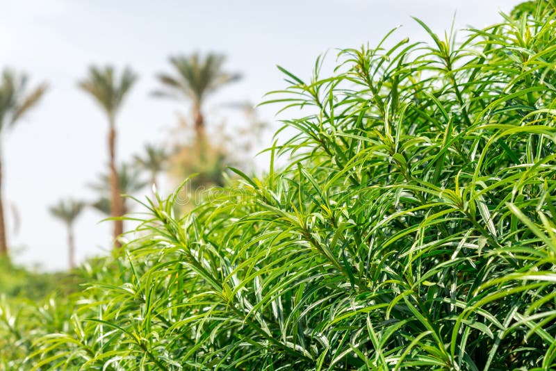 Green Bush with Long Leaves on the Background of Tall Palm Trees Stock ...