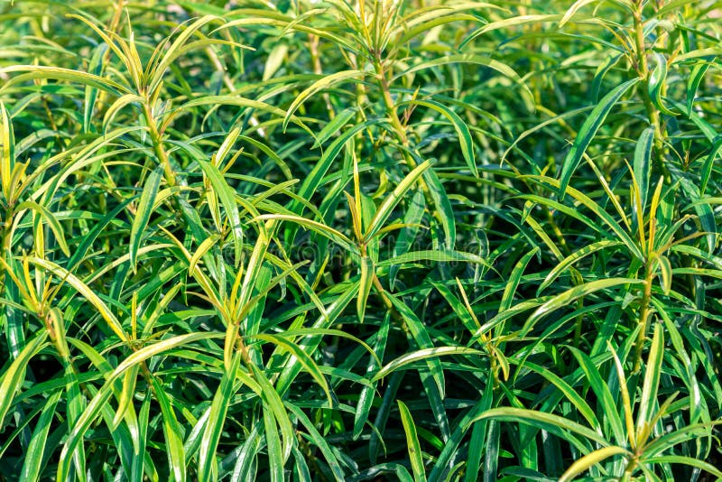 Green Bush with Long Leaves on the Whole Frame Stock Photo - Image of ...