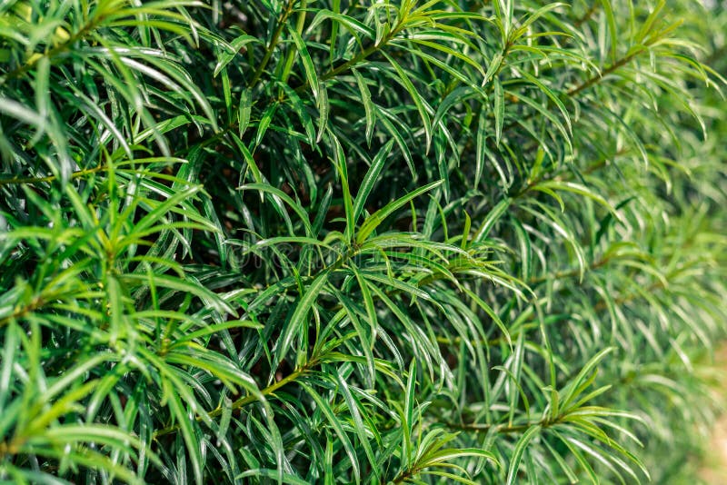 Green Bush with Long Leaves on the Whole Frame Stock Image - Image of ...