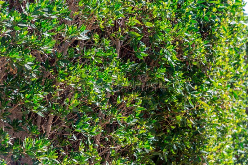 Green Bush with Long Leaves on the Whole Frame Stock Photo - Image of ...