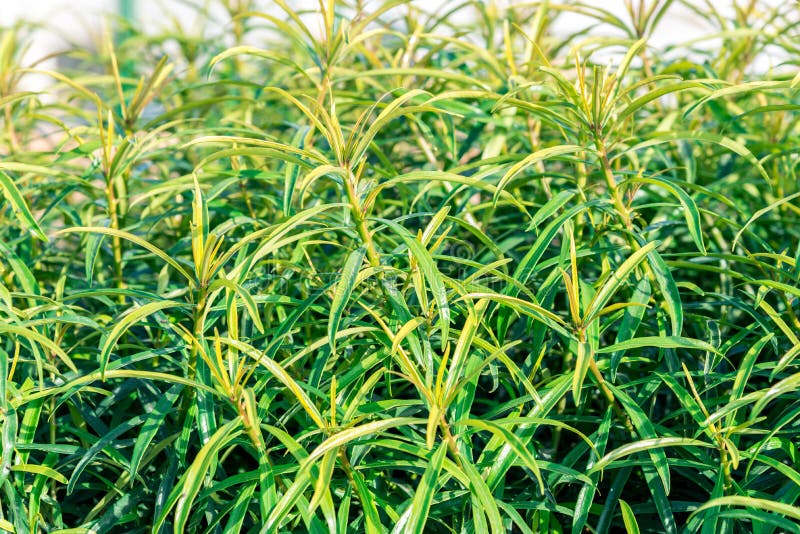 Green Bush with Long Leaves on the Whole Frame Stock Photo - Image of ...