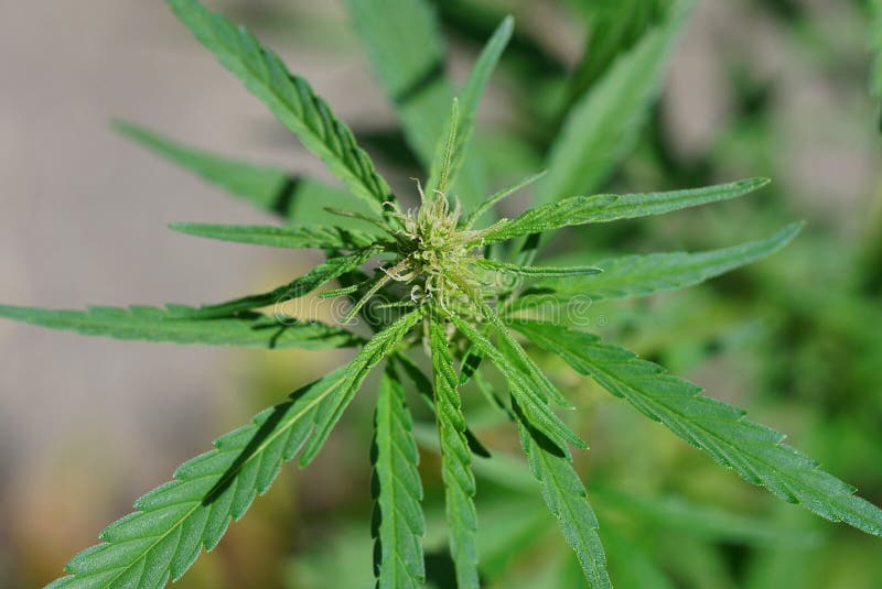 Green Bush of Marijuana with Leaves Stock Image - Image of hash ...