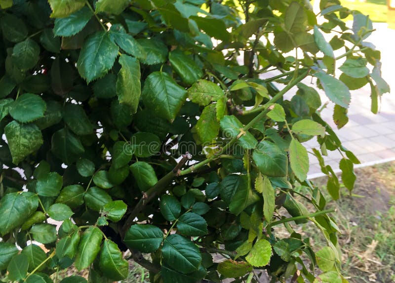 Green Rose Bush in the Park Outdoors Stock Image - Image of dense, lawn ...