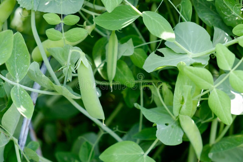 Green bush pea stock photo. Image of inside, grocery - 74313894