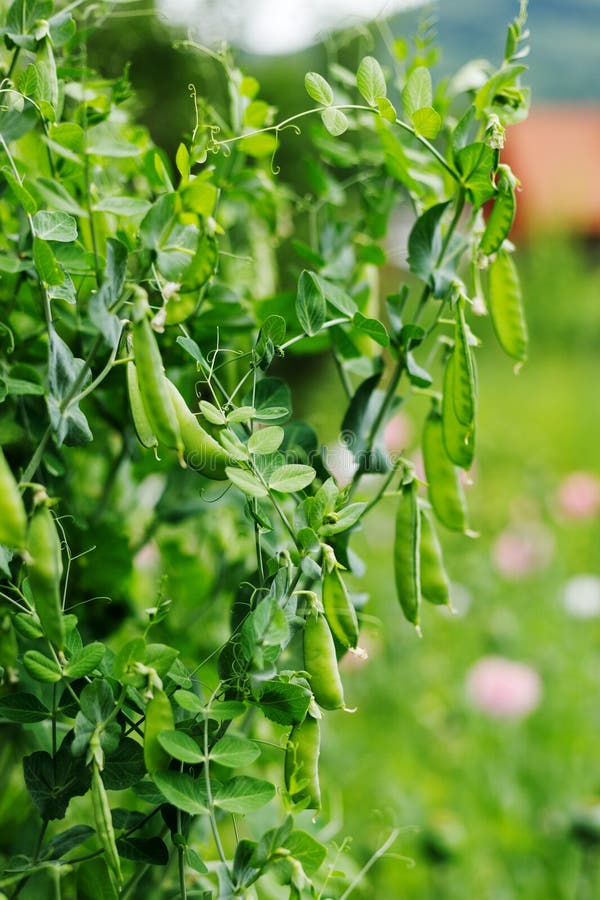 Green Bush of Green Peas, Growing Vegetables Stock Image - Image of ...