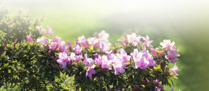 Green Bush with Pink Flower. Nanere Background Stock Photo - Image of ...