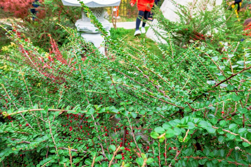 Green Bush with Red Berries Stock Image - Image of botanical, closeup ...